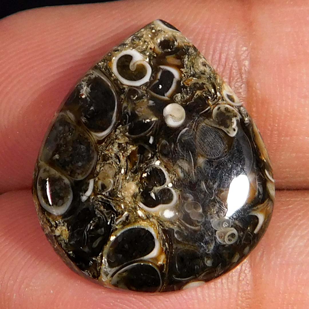 12.70Cts. Natural Gorgeous Turritella Fossil Pear Cabochon Loose ...
