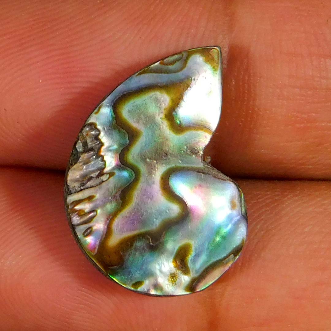 Natural Paua Abalone Shell Fancy Shape 10.25Cts. Reiki Healing Loose ...